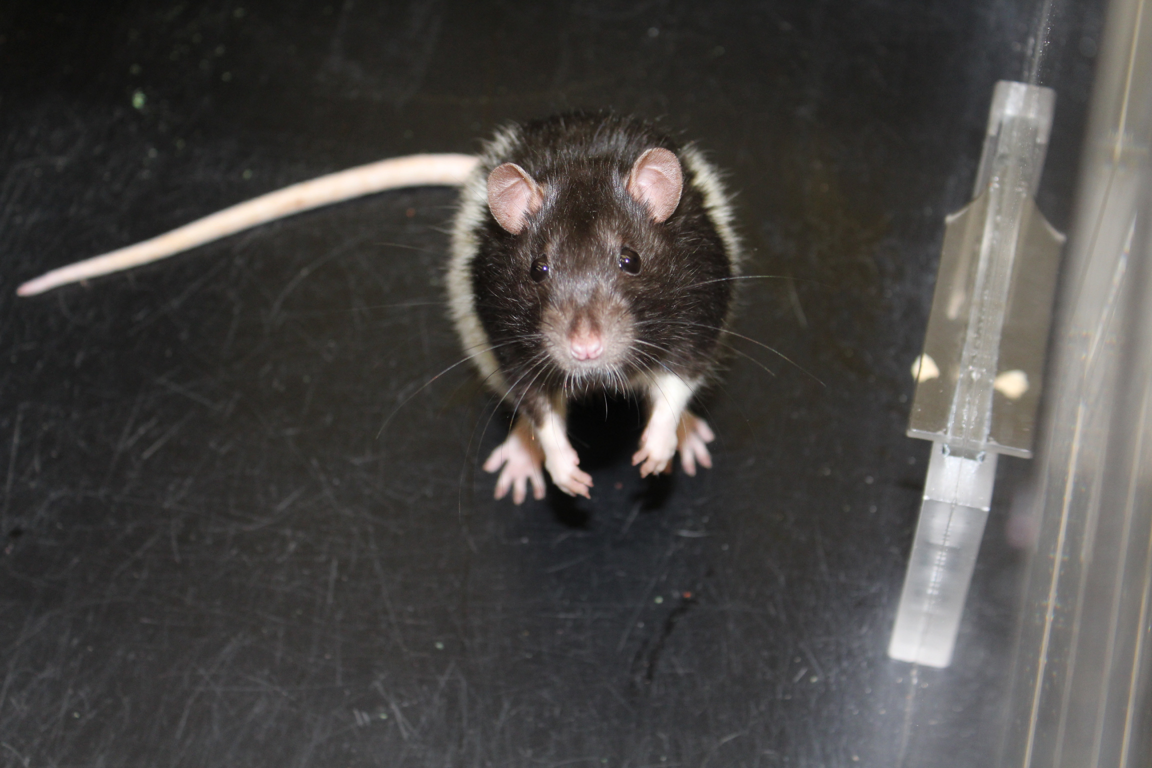 Neuroscience & Animal Cognition