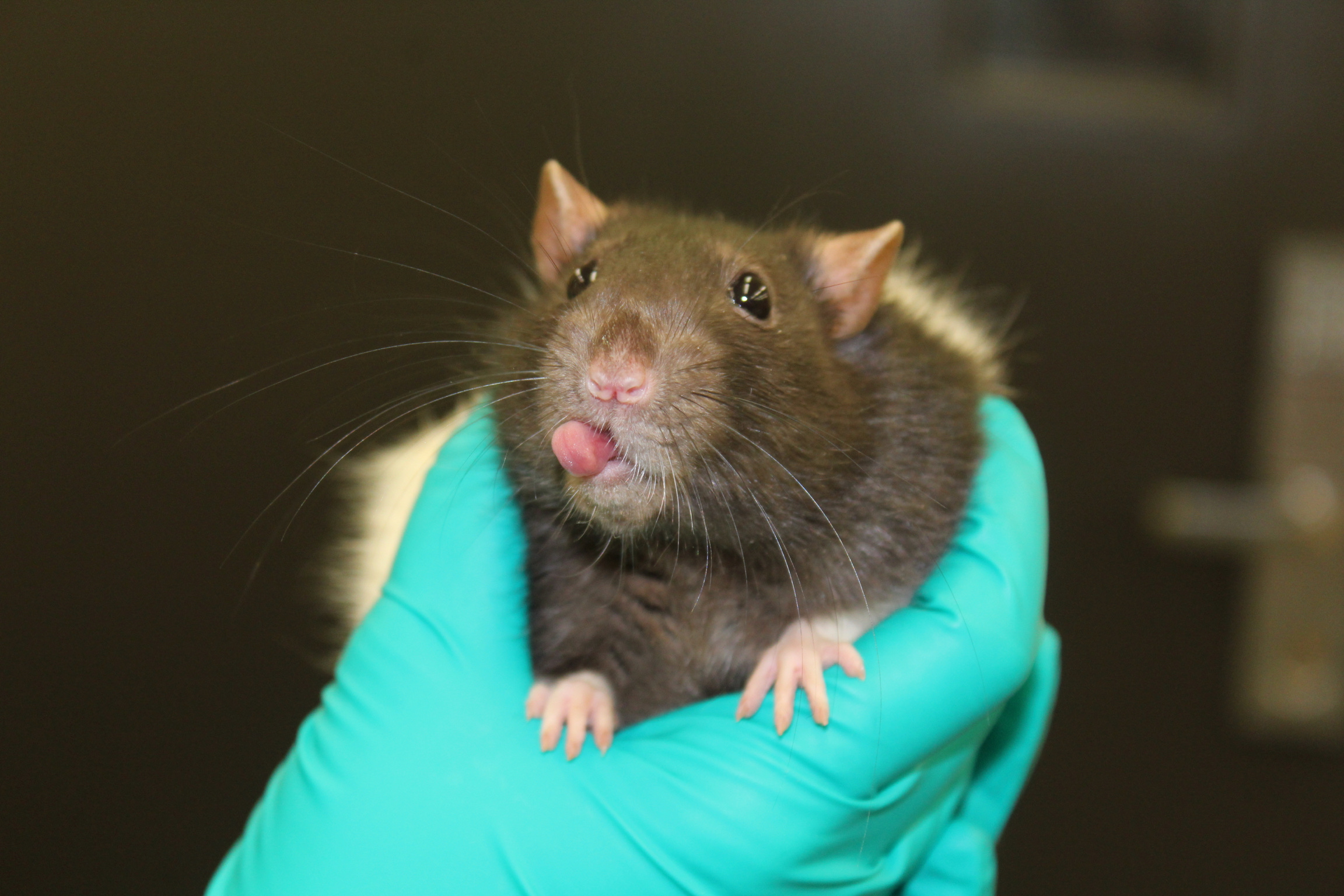 Neuroscience & Animal Cognition